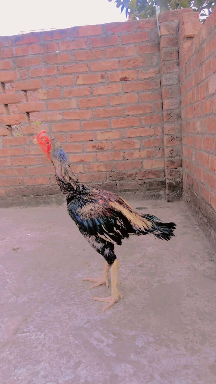 Java aseel. - Hens - 1109107325