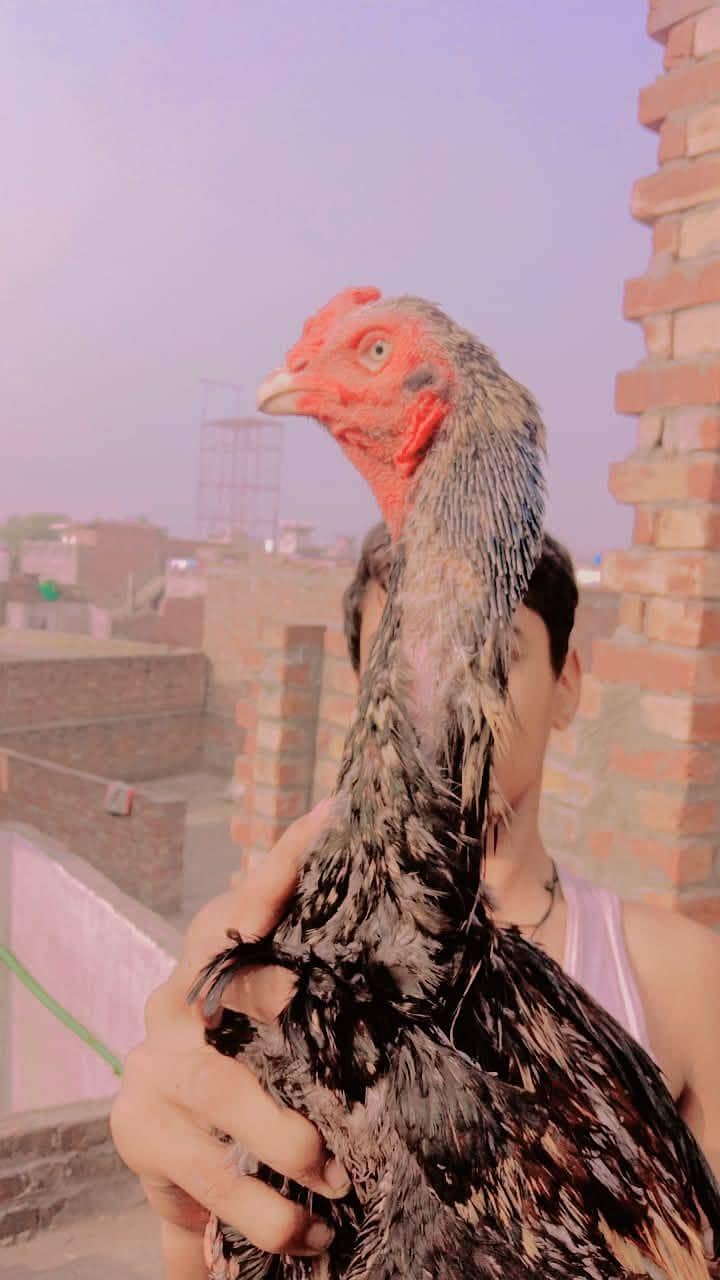 Java aseel. - Hens - 1109107325