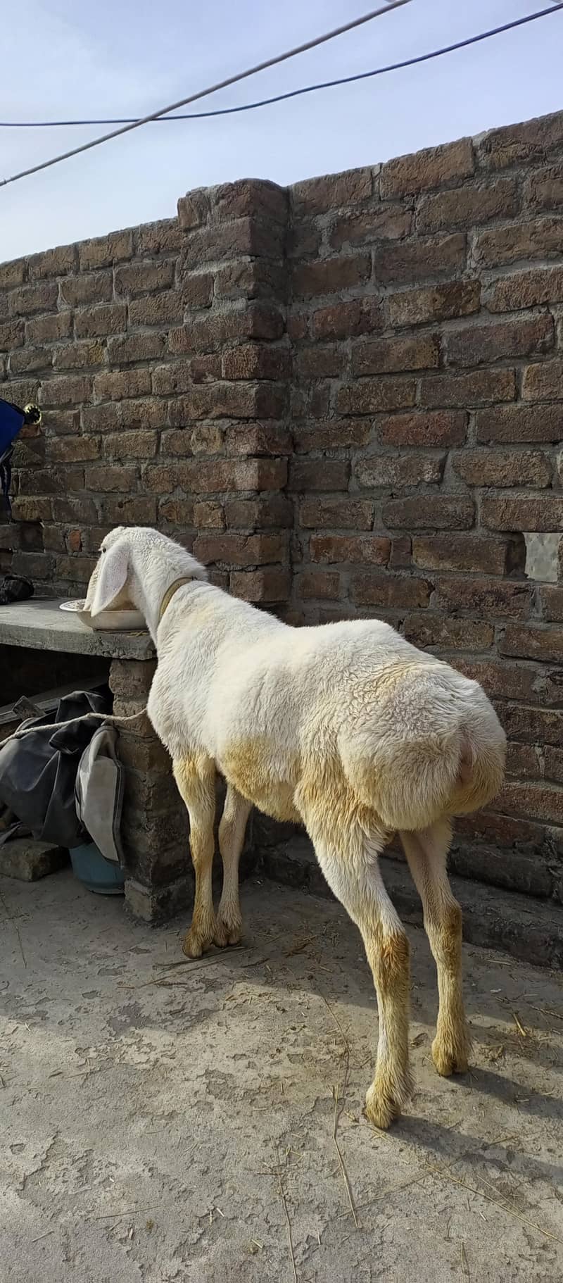 Dumba - Sheep - 1109129041