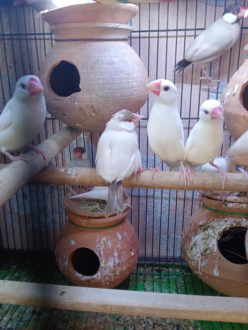 Fawan jawa And Albino red eye - Finches - 1109141495