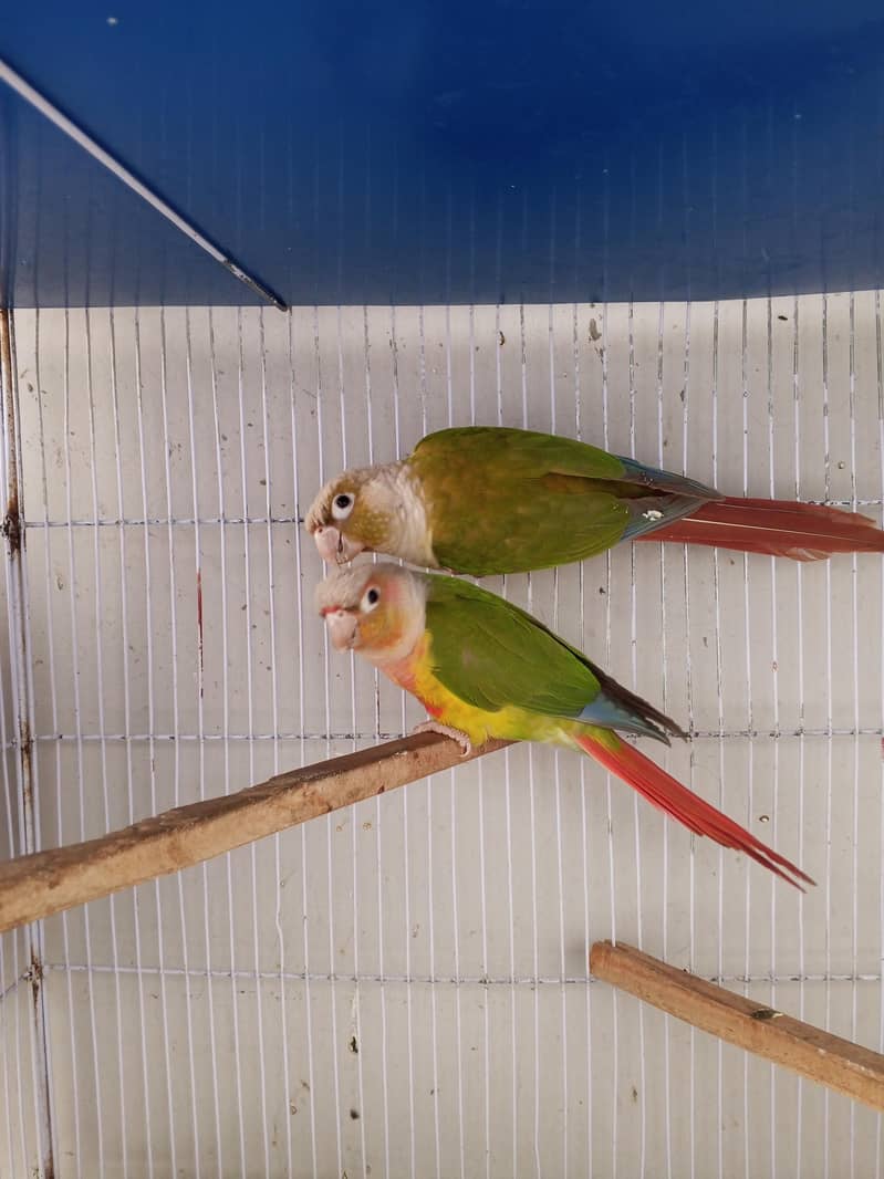 CONURE BREEDER PAIRS - Parrots - 1109143554