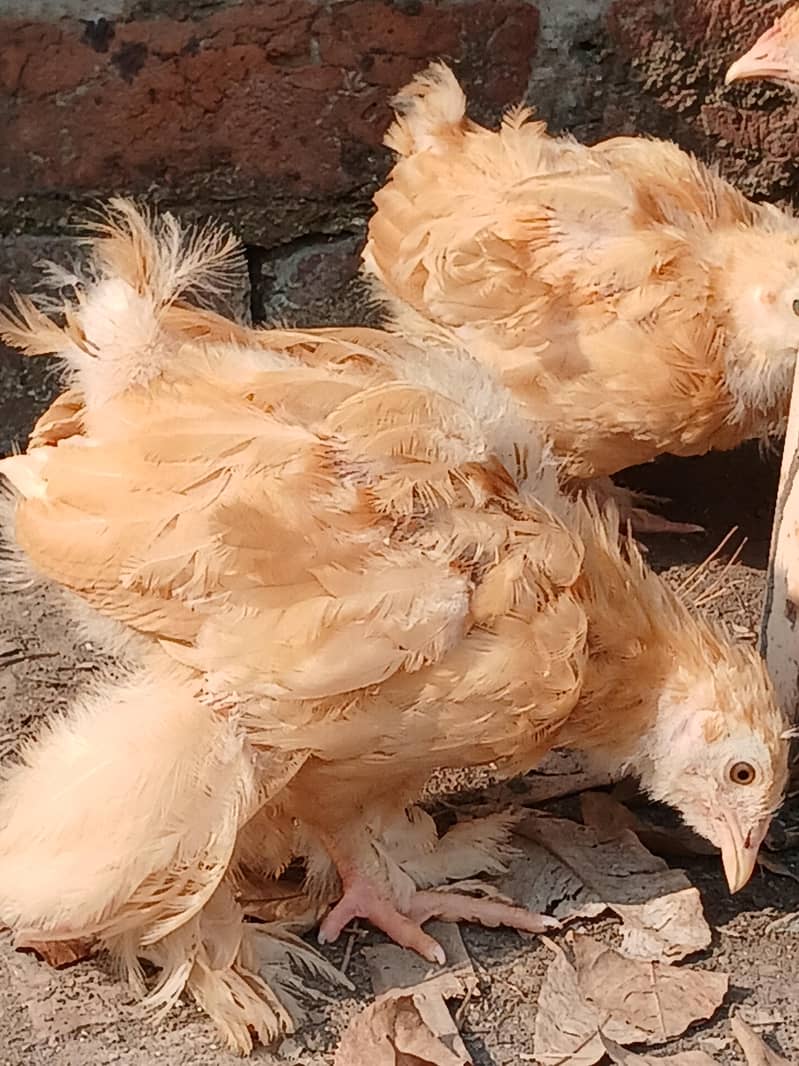 golden buff colour silkie bantam Polish - Hens - 1109150879