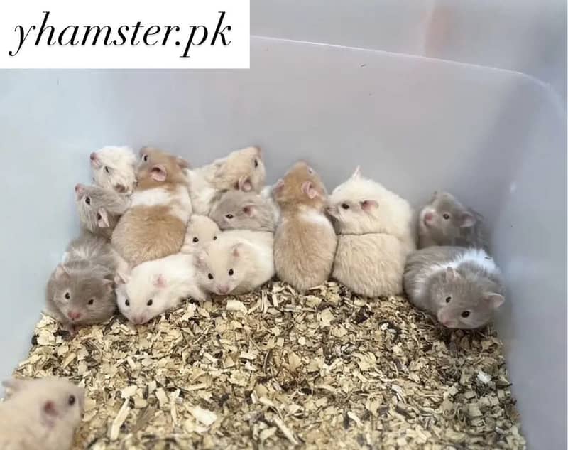 Syrian hamster Fluffy ( Hamster Babies ) - Other Animals - 1109155260