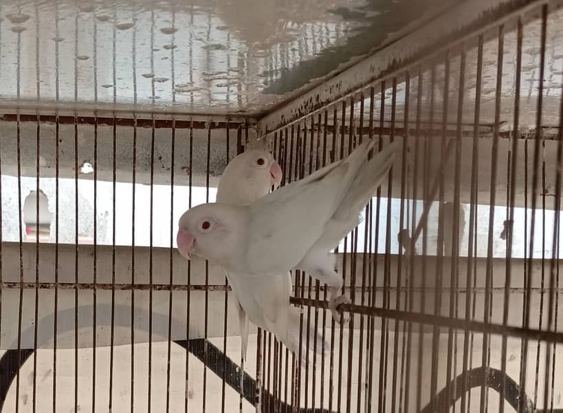 albino red eyes - Parrots - 1109175714