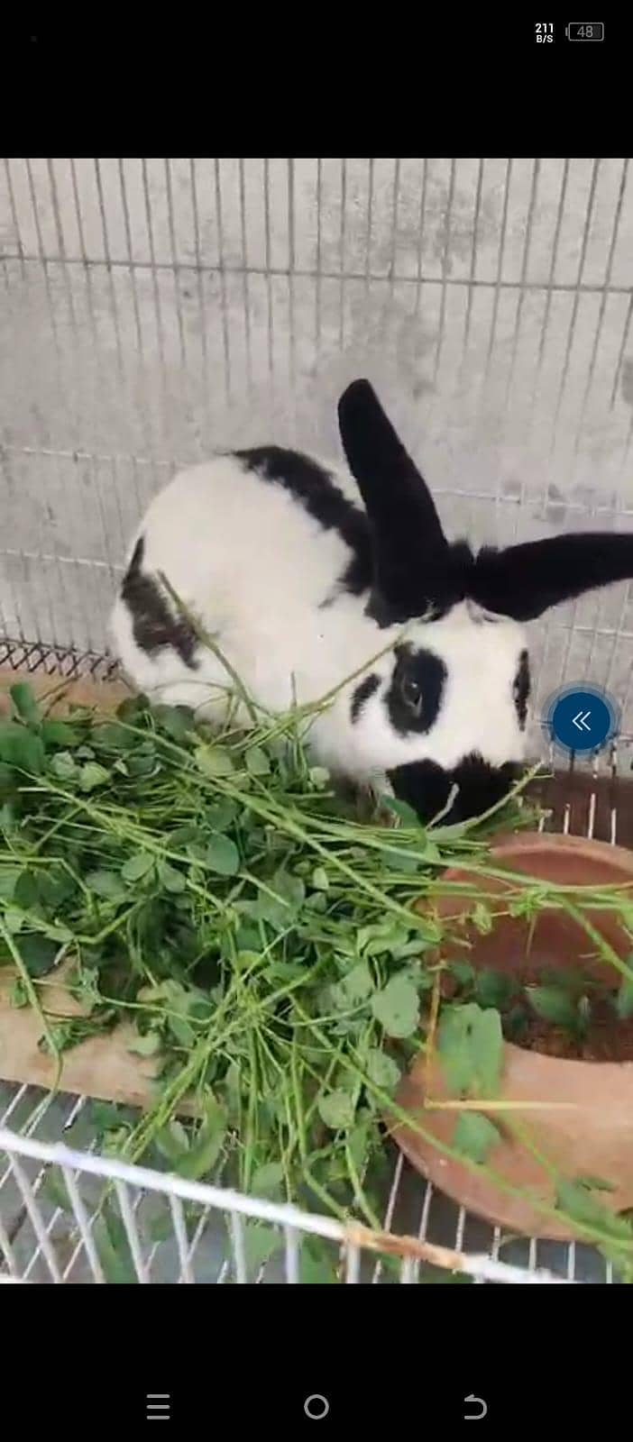 | mini checkered All Breed For Sale - Rabbits - 1103128571