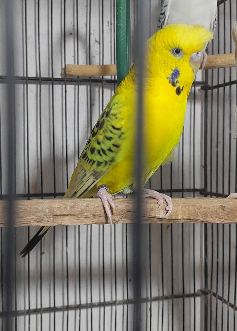 Lemon TCB Undersize Tufted - Parrots - 1107602275