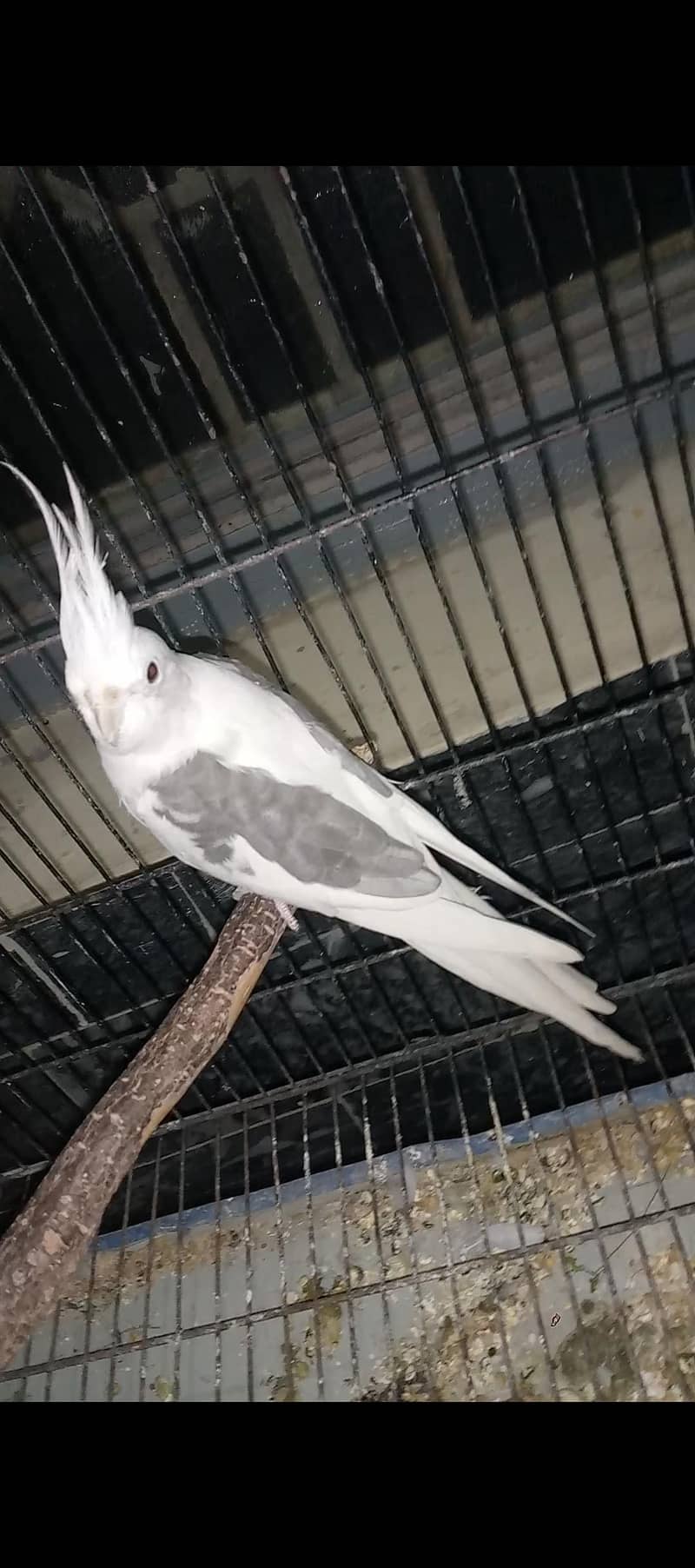 1 Vpeid male 1 common white male - Parrots - 1108740928