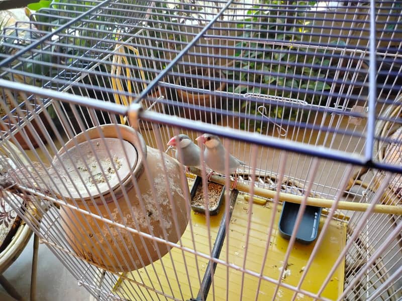 silver java ready to breed pair with cage - Finches - 1109210982