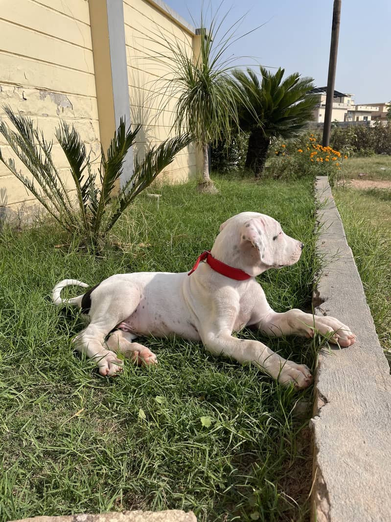 Bully kutta - Dogs - 1109214359