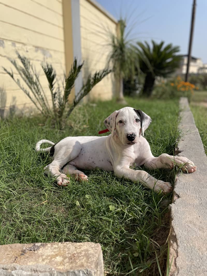 Bully kutta - Dogs - 1109214359