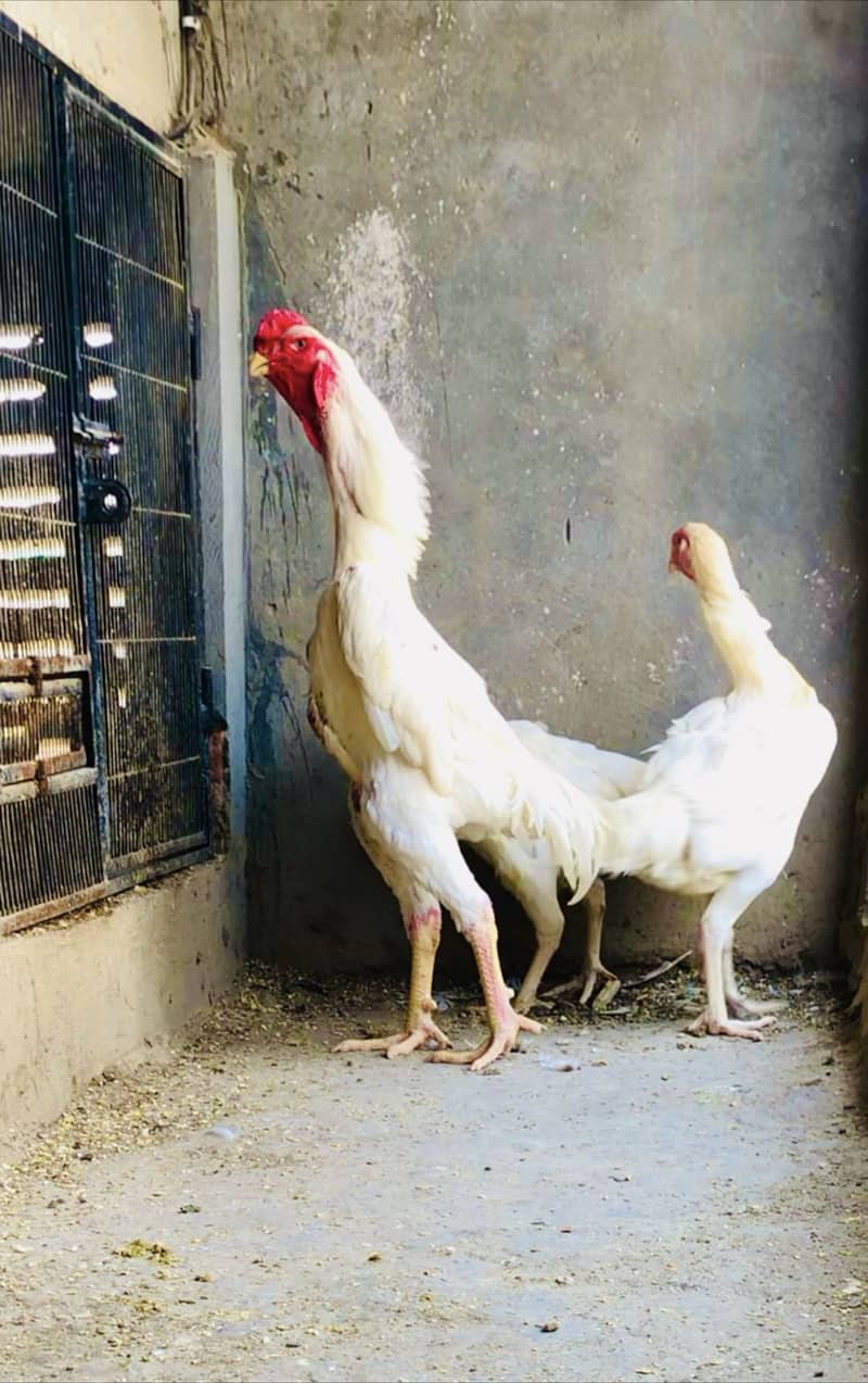 Shamo chicks | white shamo | aseel shamo | king shamo | german shamo ...