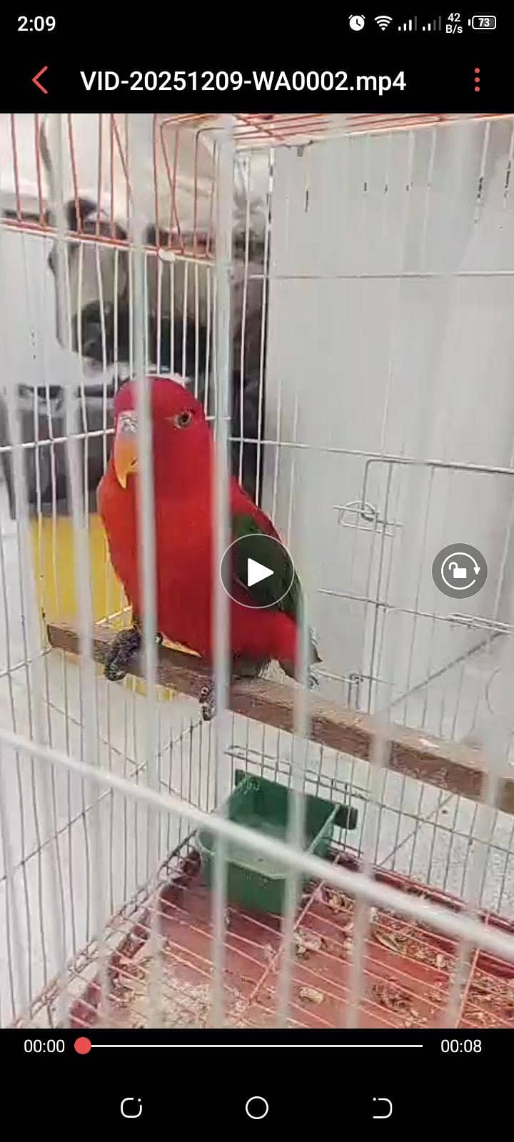 Chattering Lorry breeder Male - Parrots - 1109219681