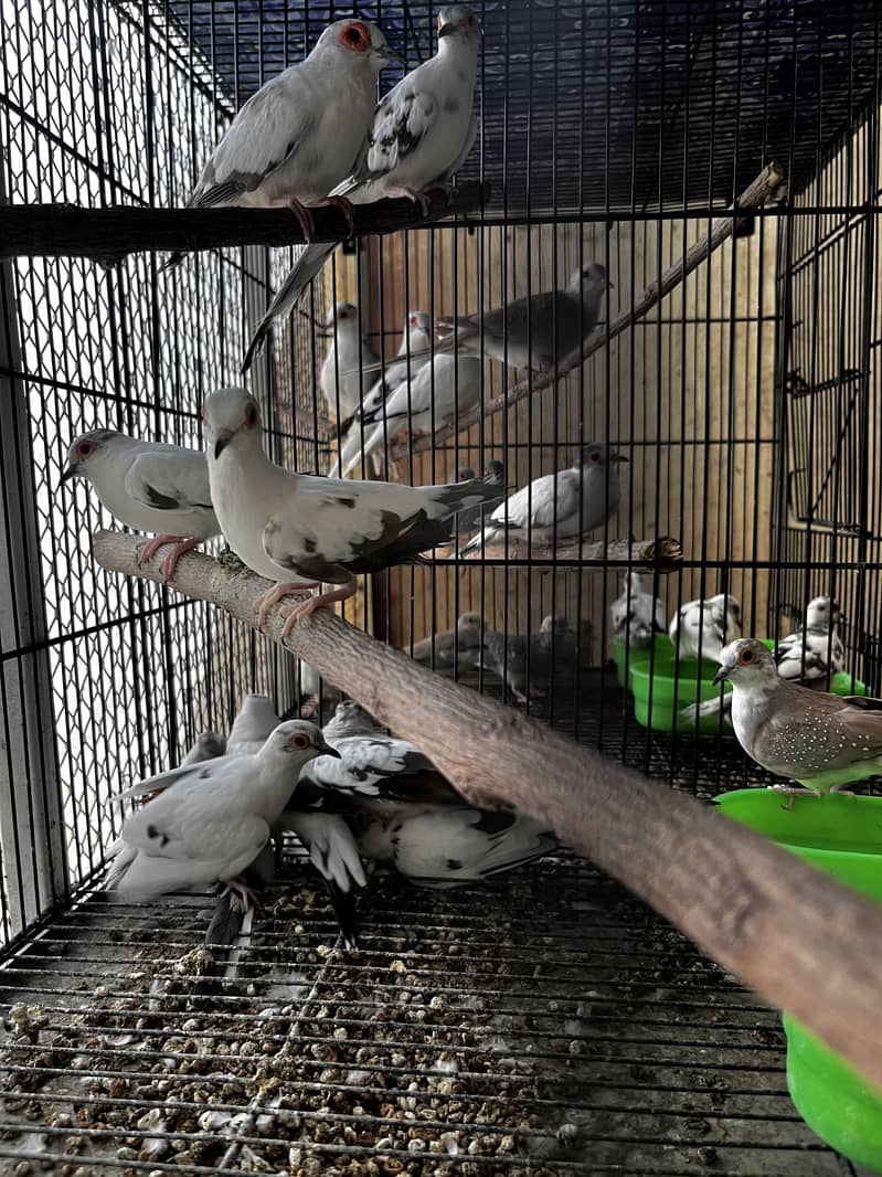 Diamond pied adult washed pairs - Doves - 1109255690