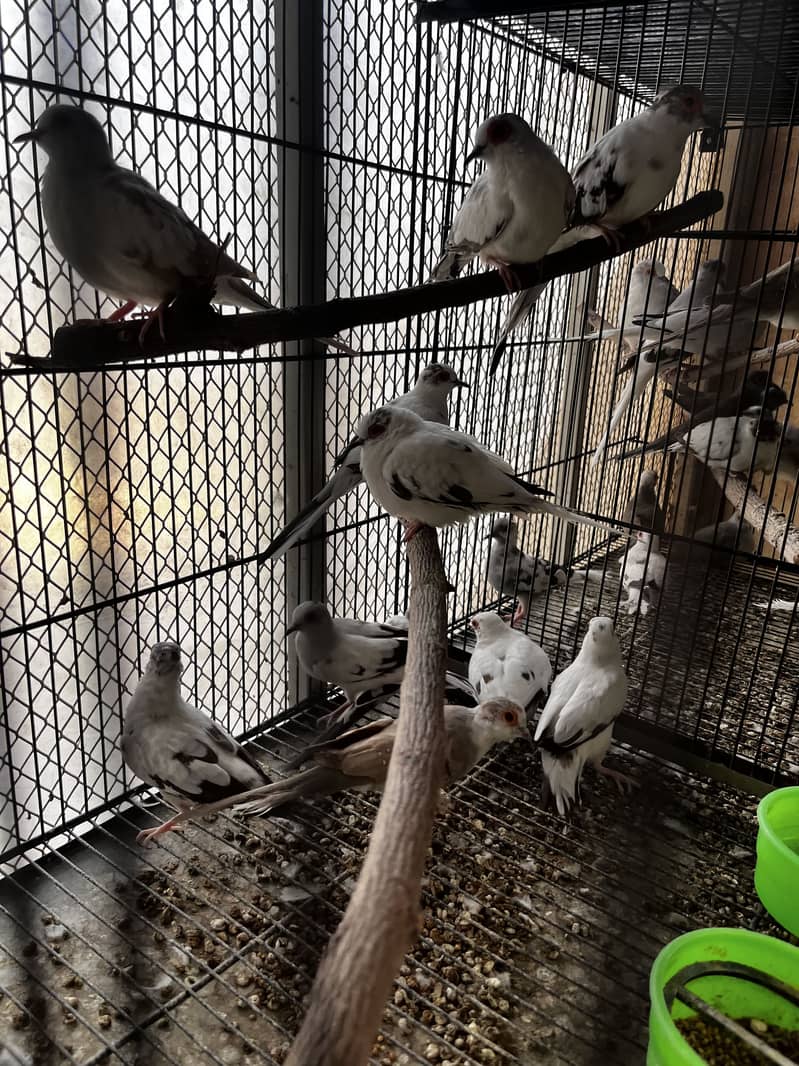 Diamond pied adult washed pairs - Doves - 1109255690