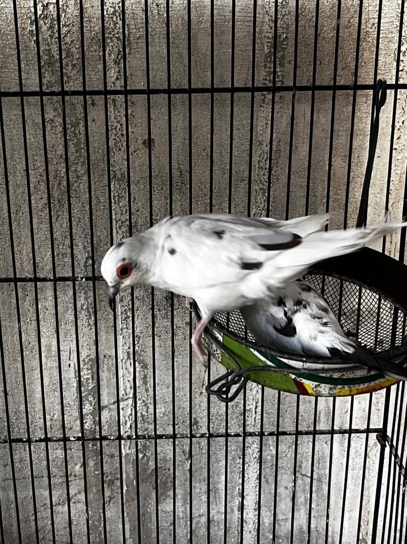 Diamond pied adult washed pairs - Doves - 1109255690