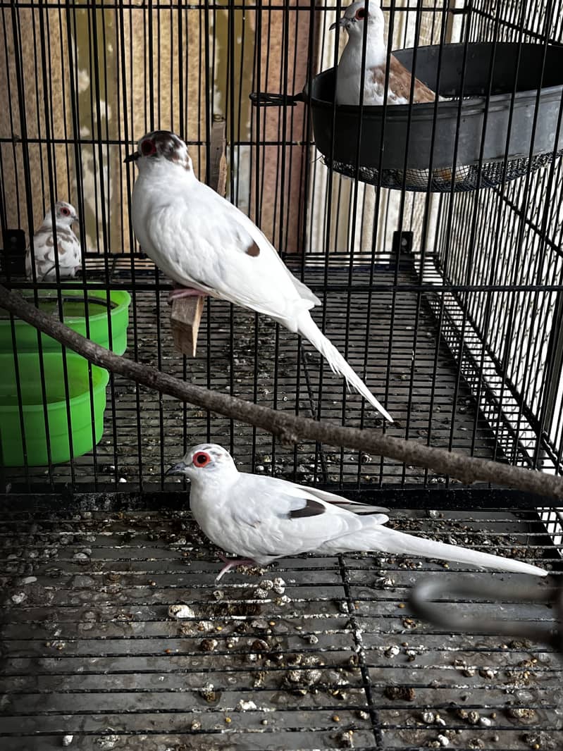 Diamond pied adult washed pairs - Doves - 1109255690