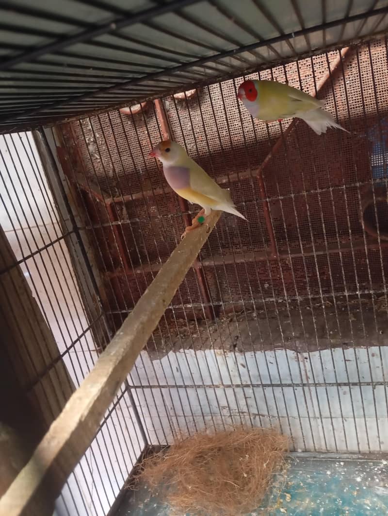 golden finch - Finches - 1109262954