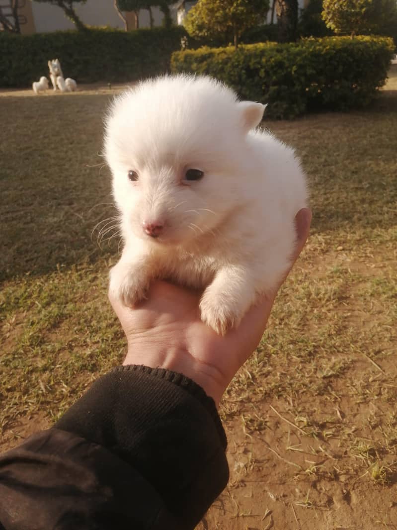 Russian male - Dogs - 1109289450