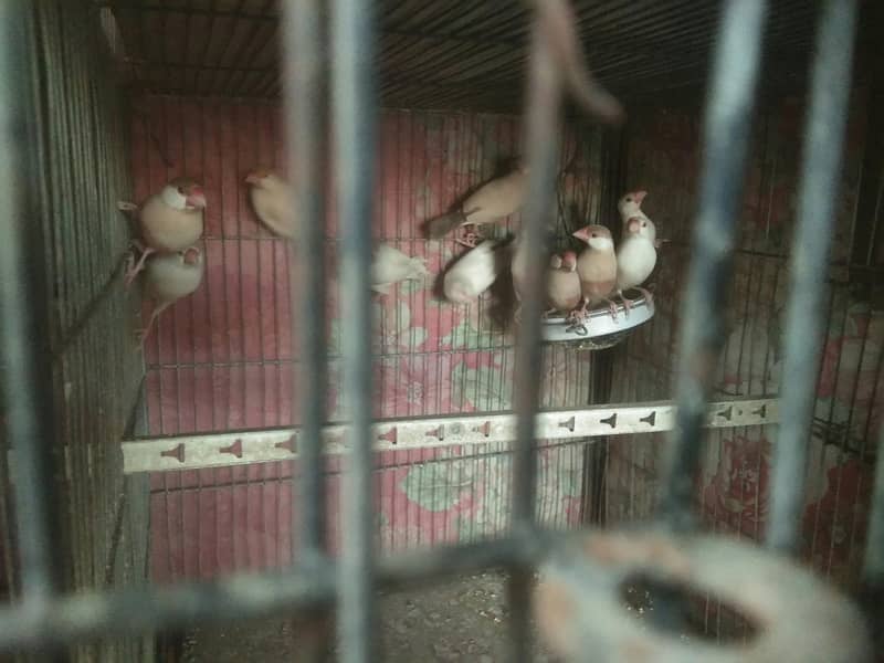 Java Finch / Pied Dove - Finches - 1109301800