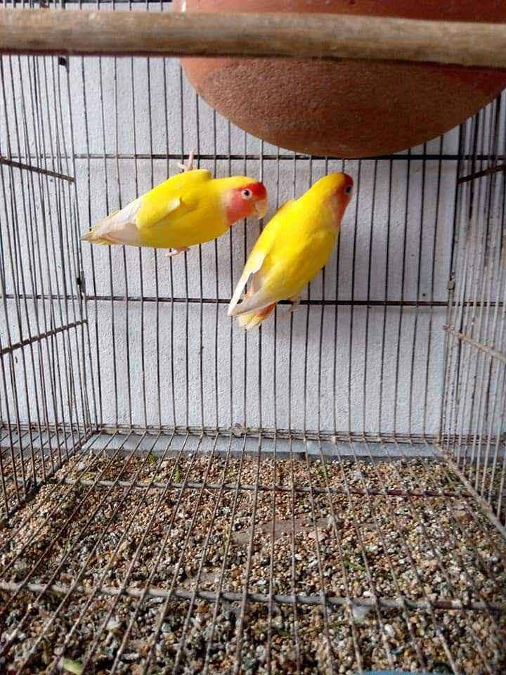 white java and lutino red eyes - Parrots - 1109316399