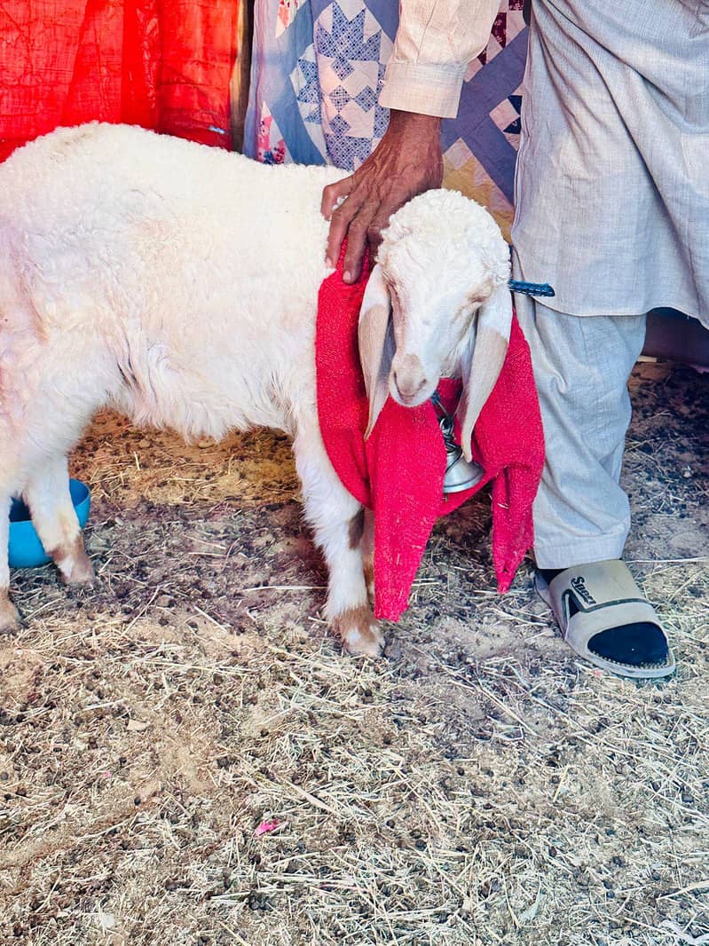 Dumba For Sale Rs. 40,000 - Sheep - 1109327250