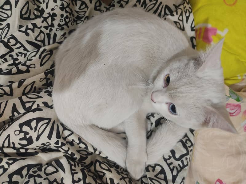White Cat Turkish Angaro - Cats - 1109334088