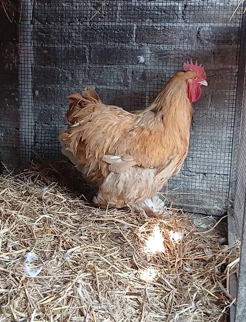 golden buff - Hens - 1109335014