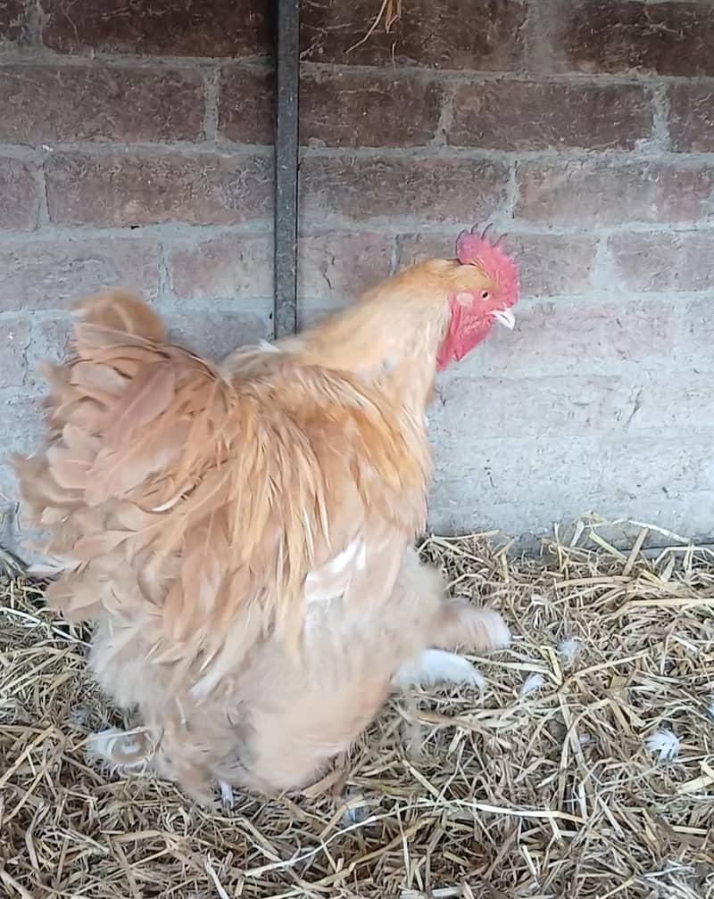 golden buff - Hens - 1109335014