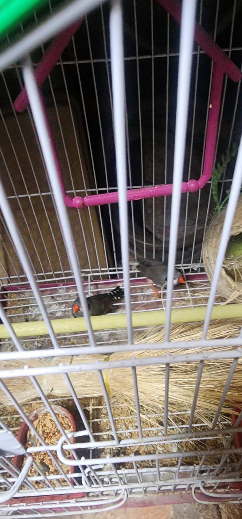 activ and healthy - Finches - 1109346428