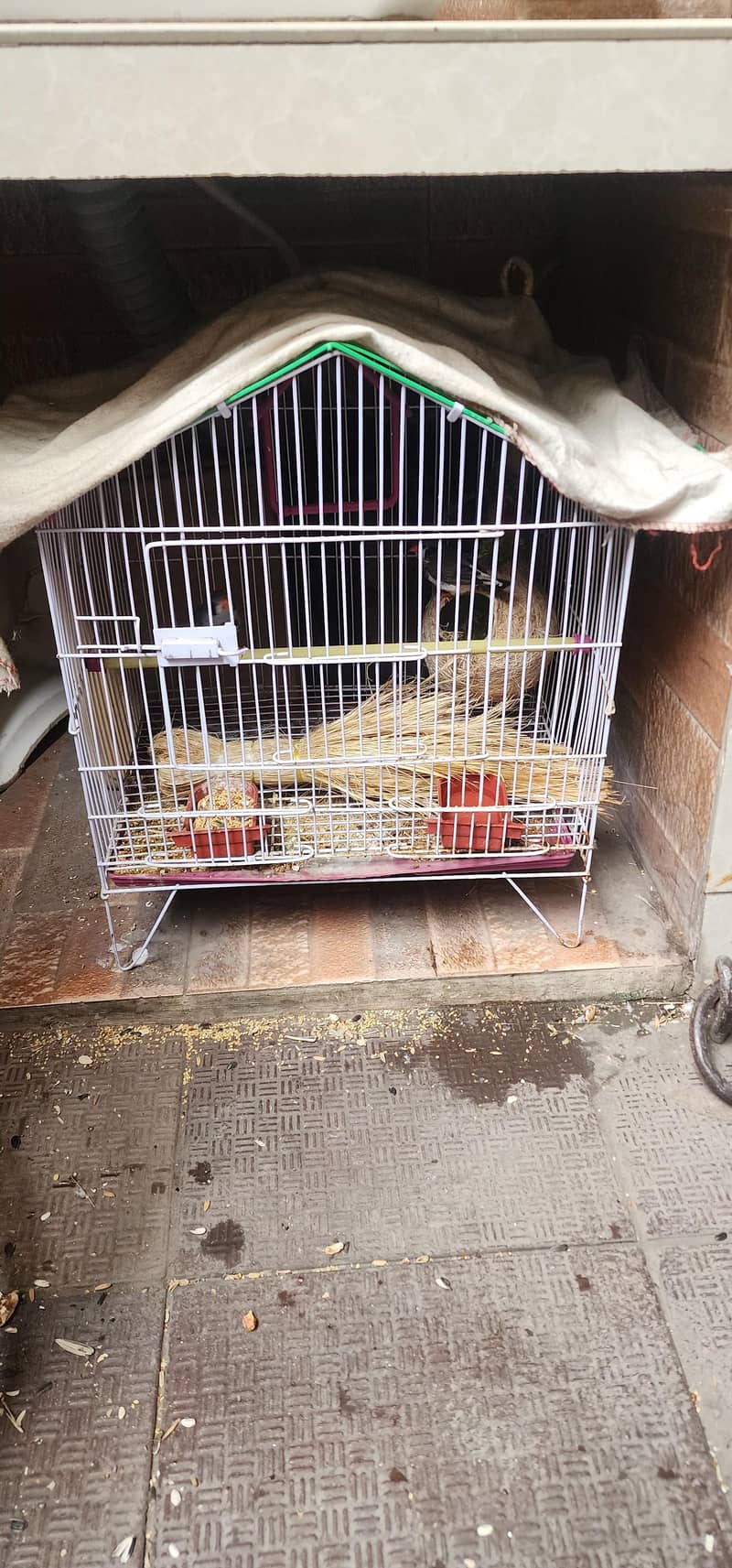 activ and healthy - Finches - 1109346428