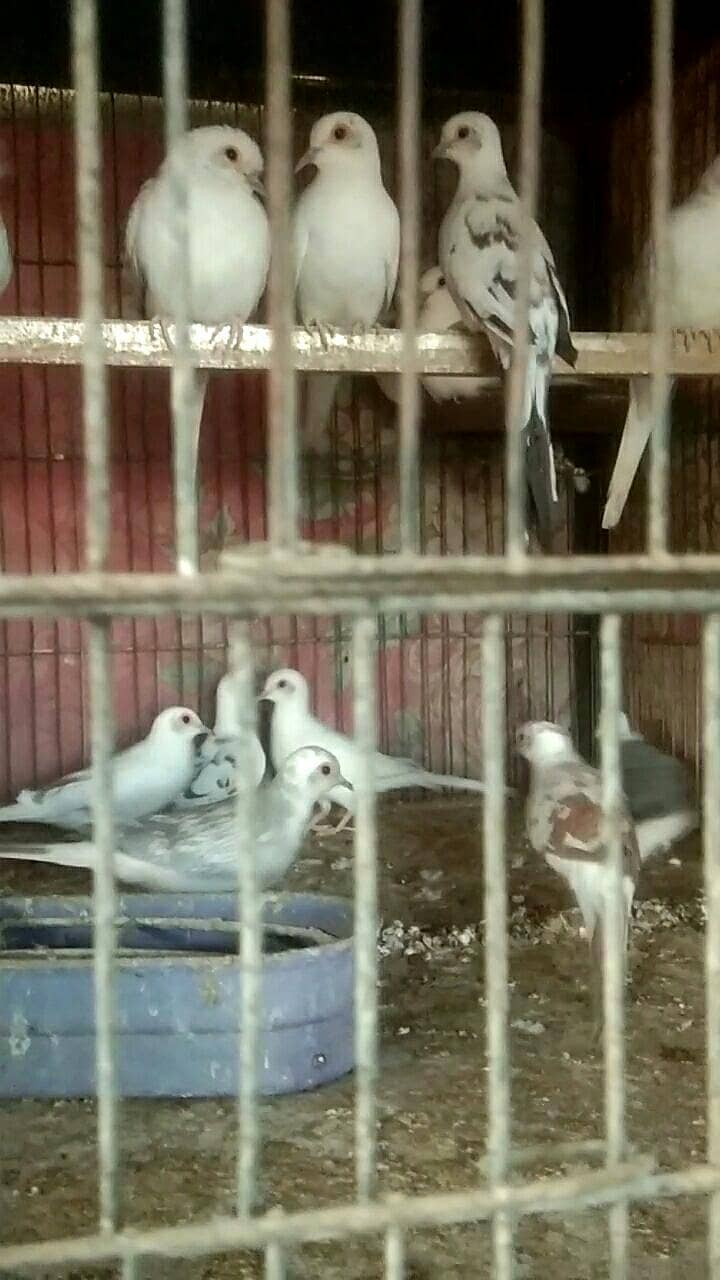 Java Finch / Pied Dove - Finches - 1109301800