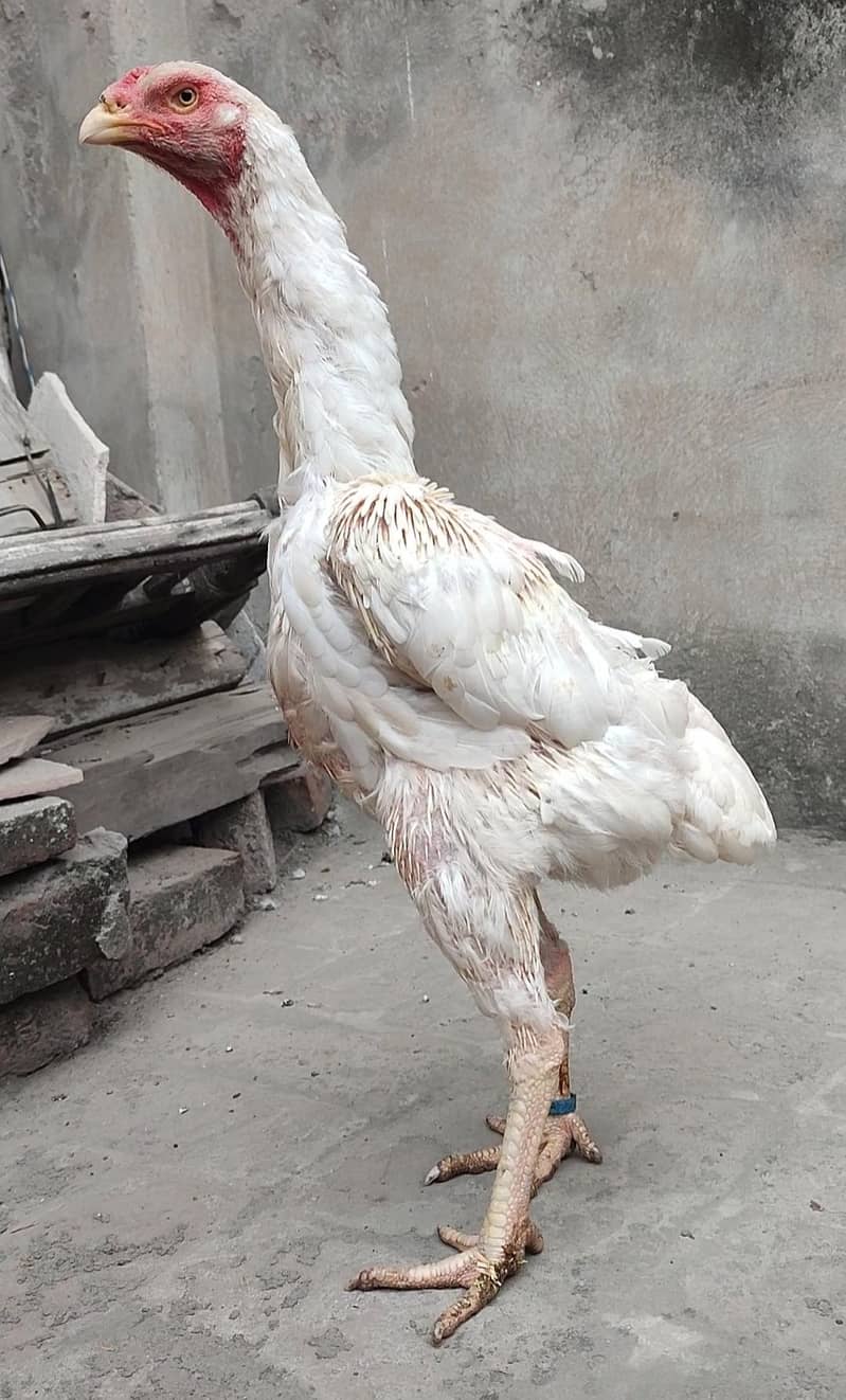 Aseel shamo | white shamo | O Shamo | breeder murghi | shamo - Hens ...