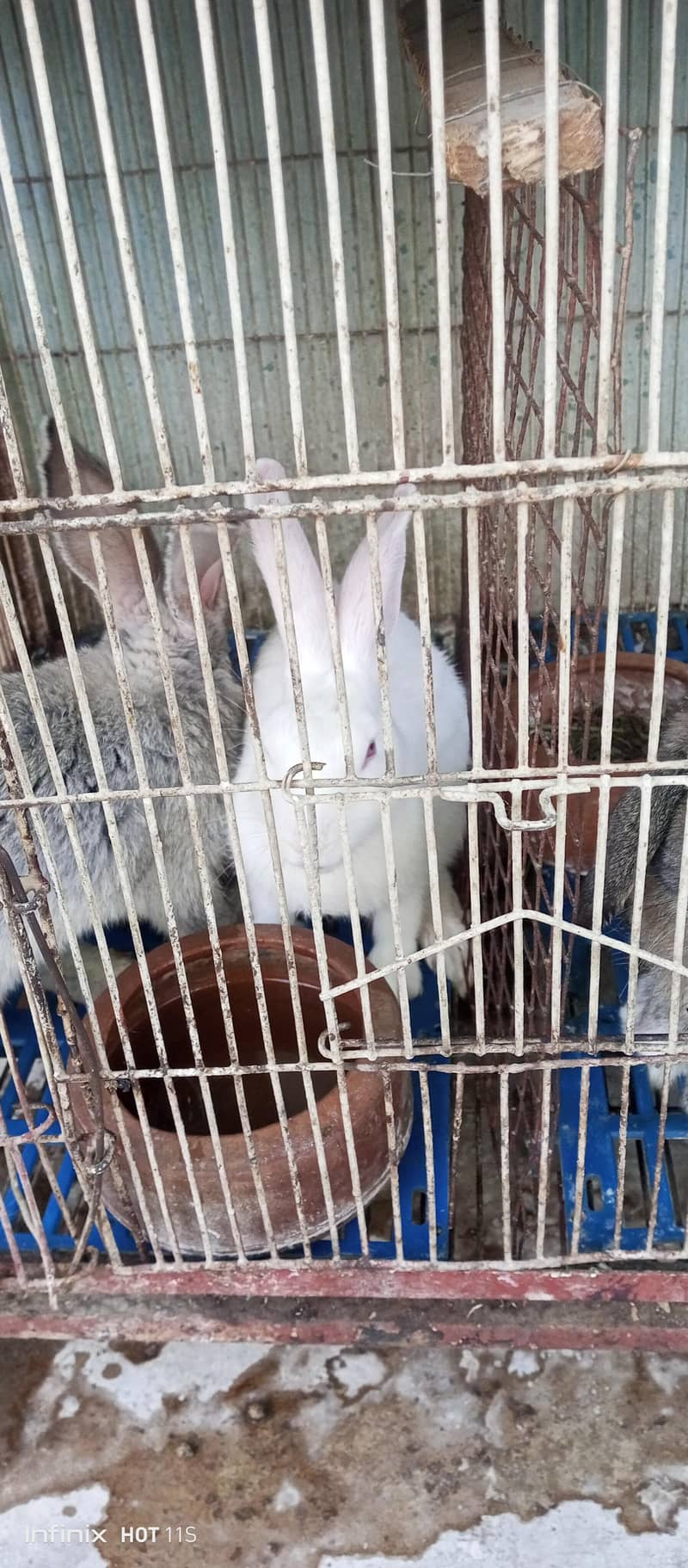 | mini checkered All Breed For Sale - Rabbits - 1103128571