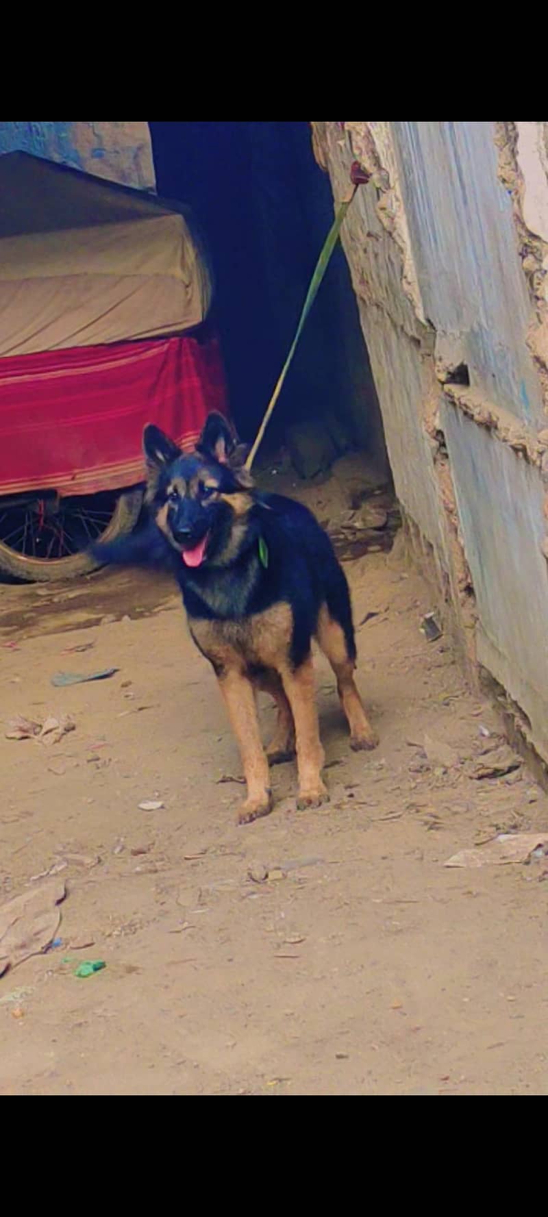 German shepherd female fully train dog hai - Dogs - 1109386078