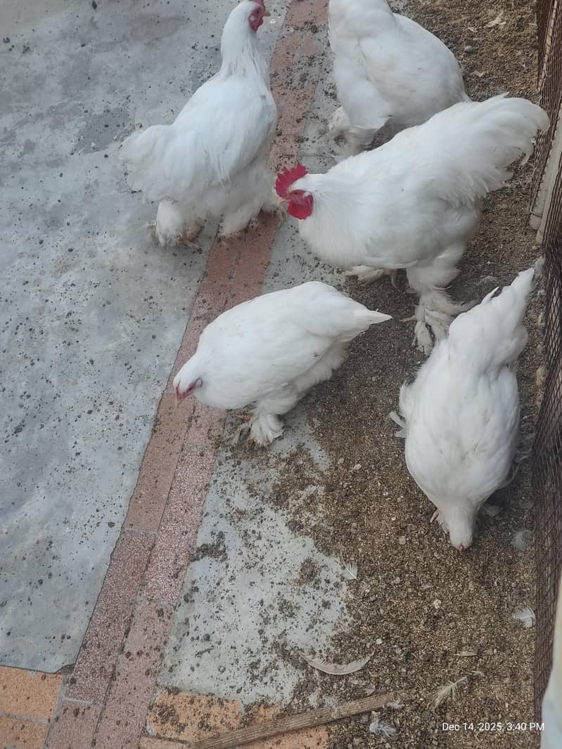 White Buff chicken PAIR Available - Hens - 1109386550