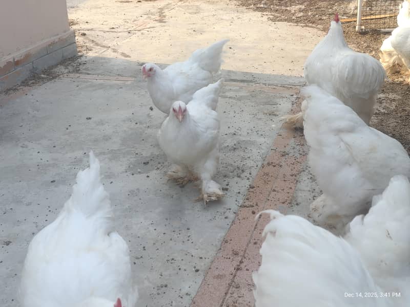 White Buff chicken PAIR Available - Hens - 1109386550