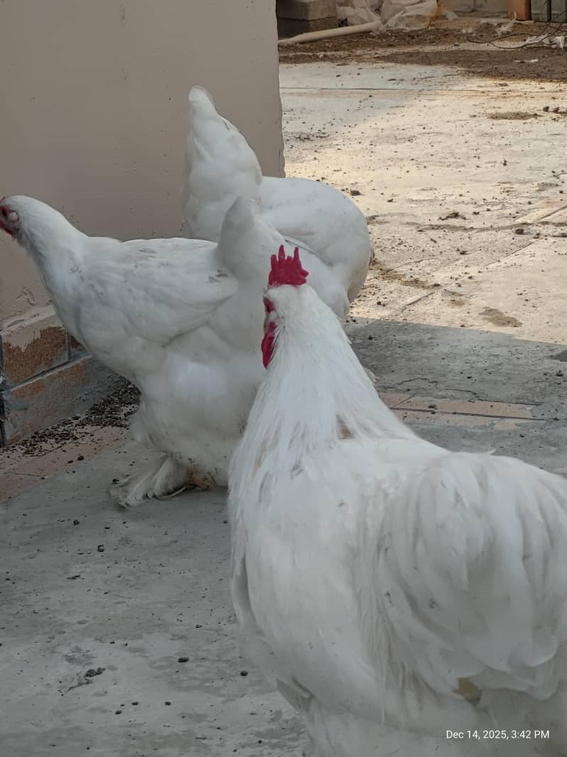 White Buff chicken PAIR Available - Hens - 1109386550