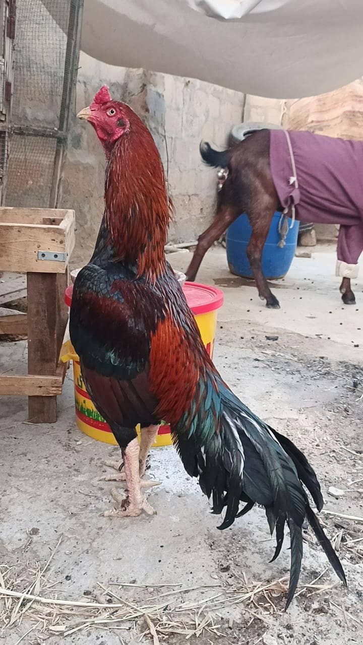 Sindhi aseel murga - Hens - 1109390682