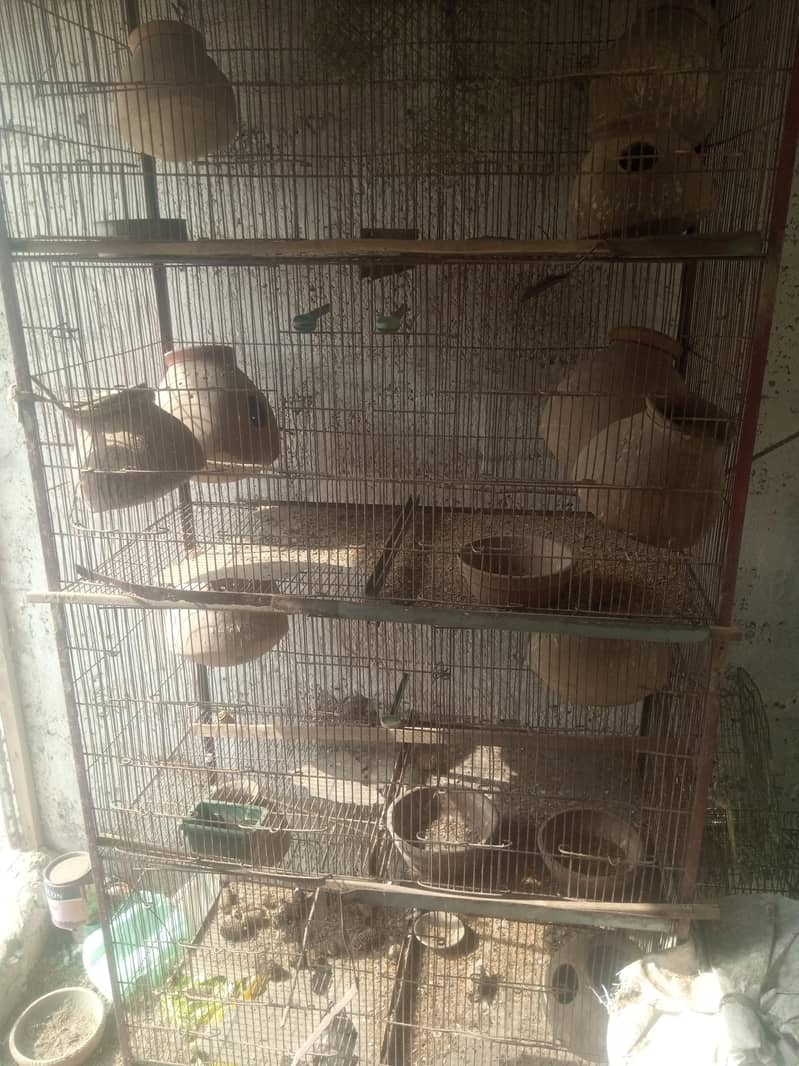 8 portion cage available - Other Birds - 1109390715