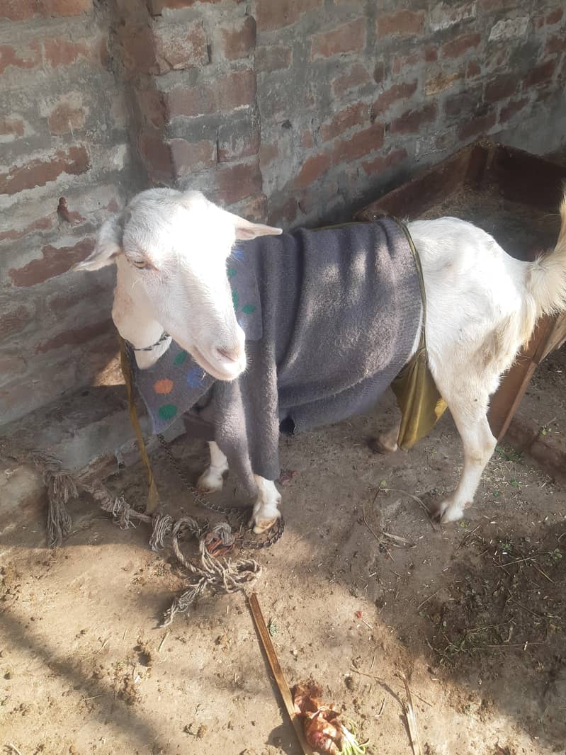 bkra bkri for sale hain - Other Animals - 1109405064