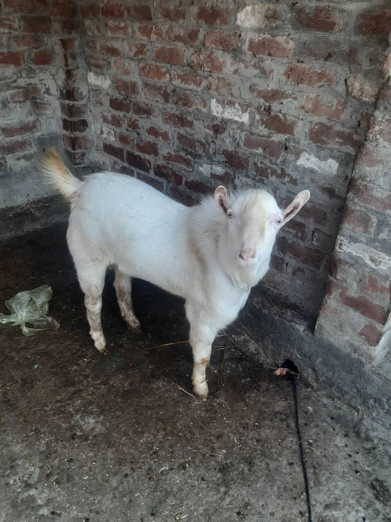 bkra bkri for sale hain - Other Animals - 1109405064