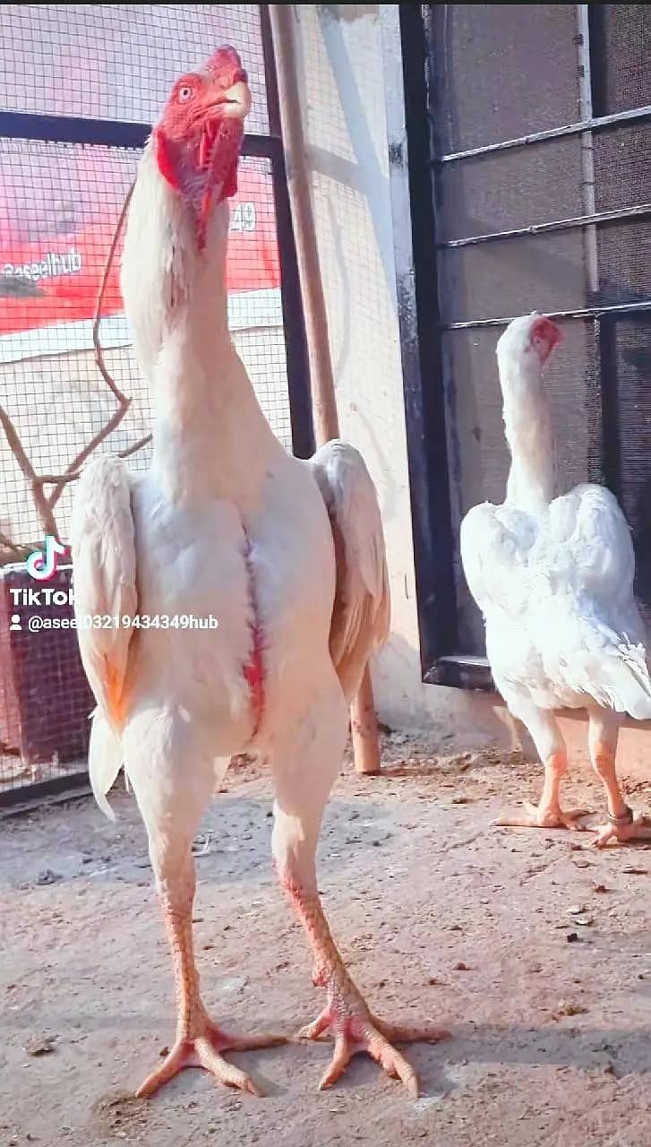 Aseel Shamo | White Shamo | White Thai | Dragon | Panus Pakoya Chicks ...