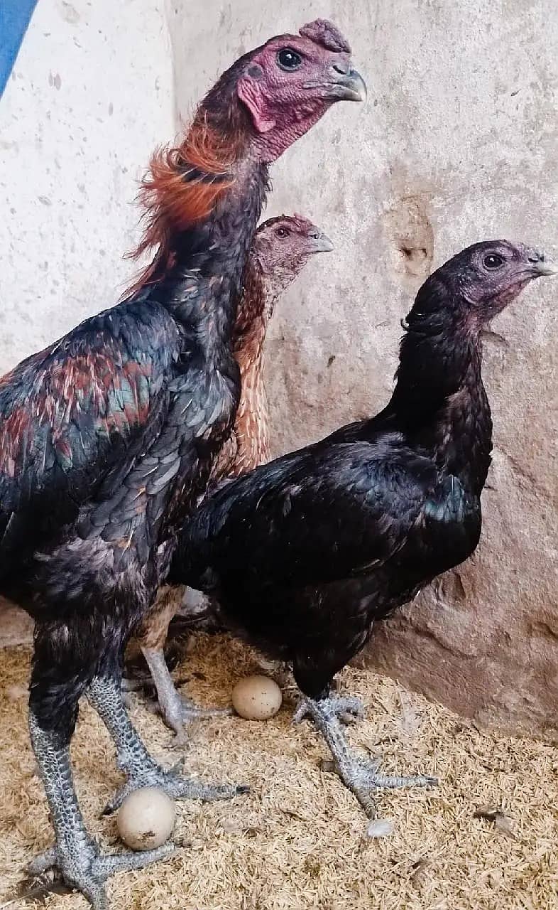 Aseel Shamo | White Shamo | White Thai | Dragon | Panus Pakoya Chicks ...