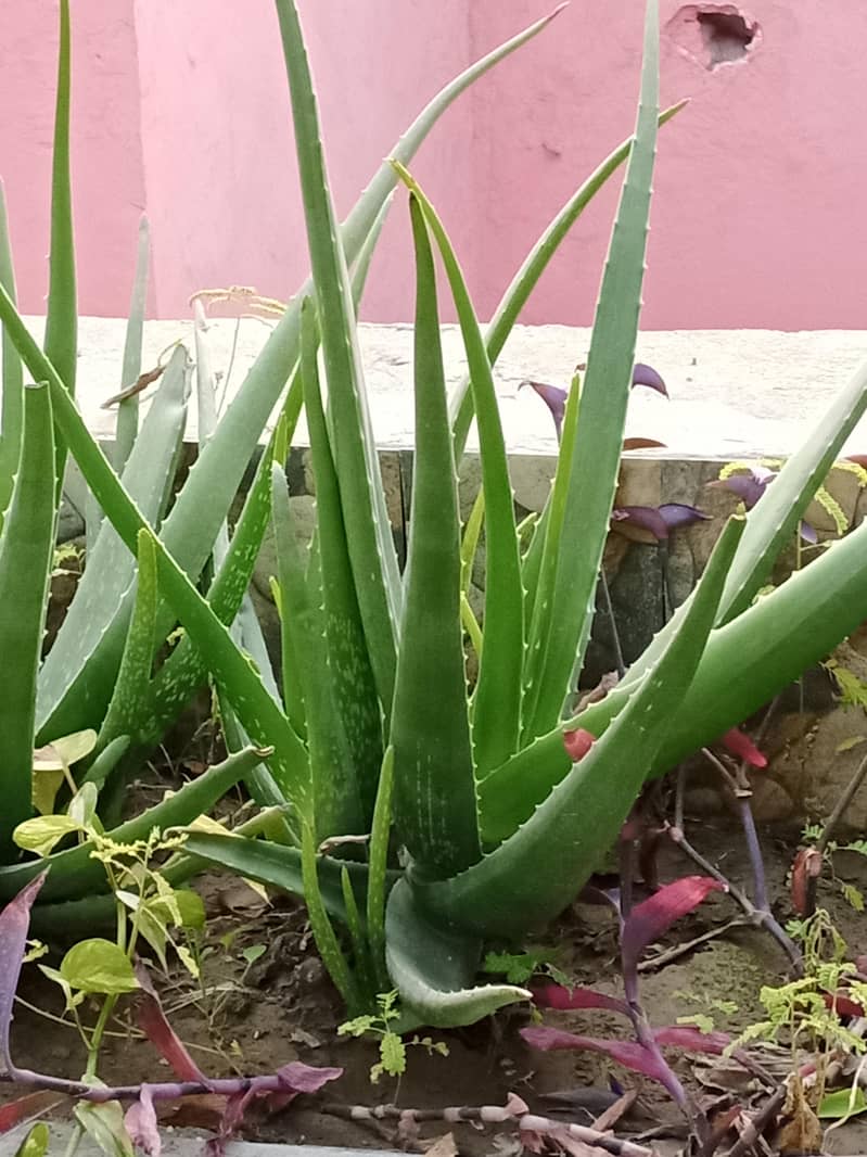Aloe Vera - Plants & Pots - 1109417245