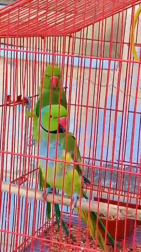 parrot pair for sale 03052593845 - Parrots - 1109417295