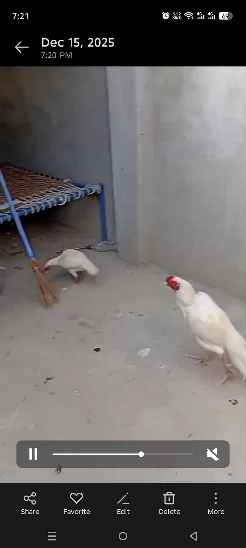 pure white aseel pair also eggs available - Hens - 1109422868