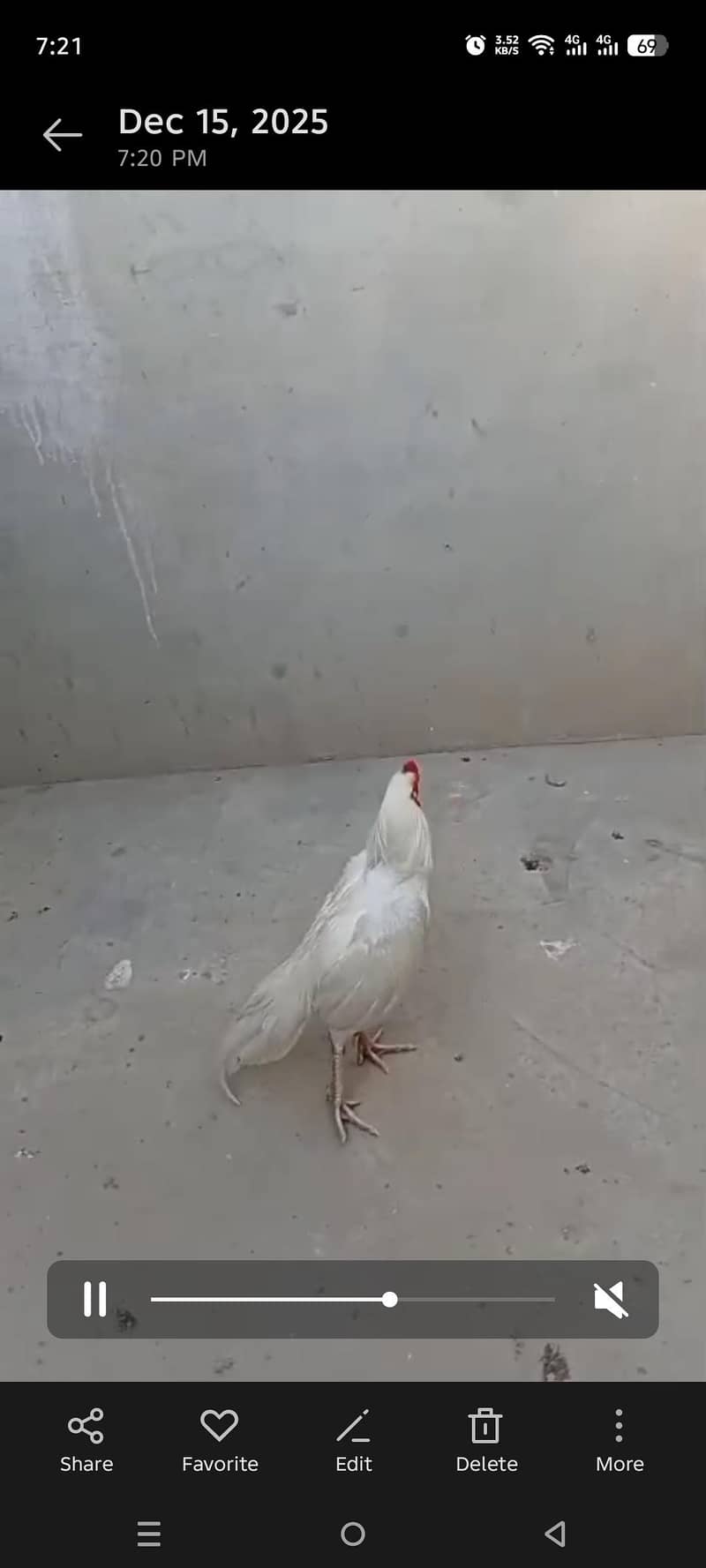 pure white aseel pair also eggs available - Hens - 1109422868