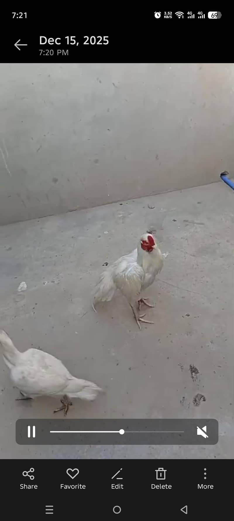 pure white aseel pair also eggs available - Hens - 1109422868