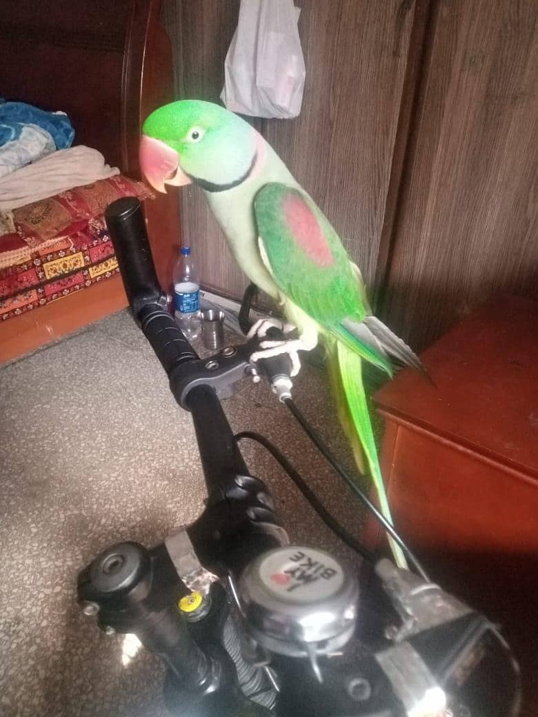 Alexander Raw parrot breeder male - Parrots - 1109371351