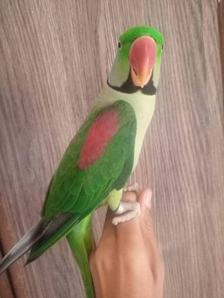 Alexander Raw parrot breeder male - Parrots - 1109371351